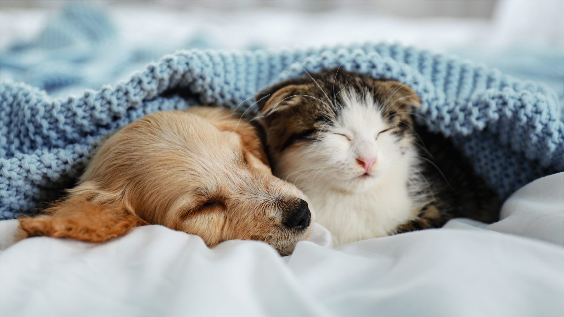 Patili dostlar Axa Sigorta ile güvende